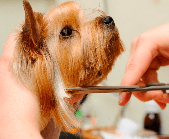 Pet Grooming in Fairfax, VA - Jermantown Animal Hospital
